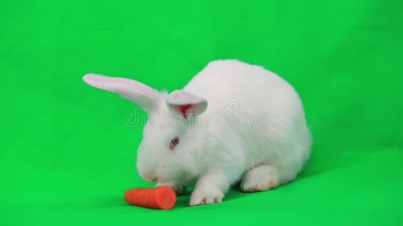 White Rabbit in a Laboratory Stock Video - Video of clean, experiment ...