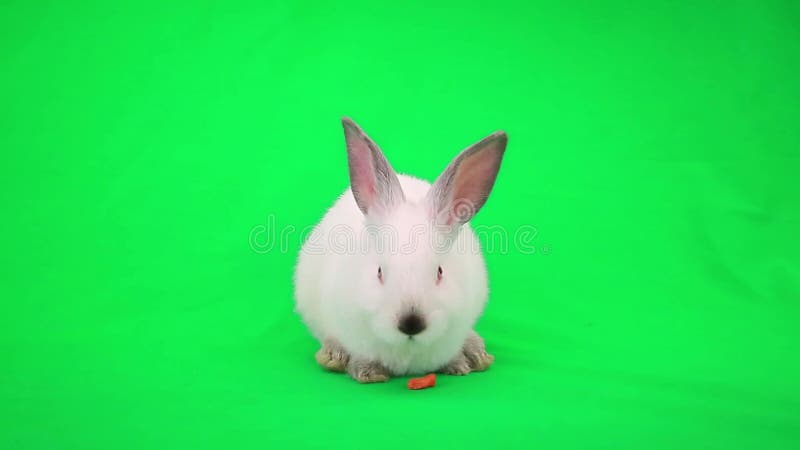 White Rabbit in a Laboratory Stock Video - Video of clean, experiment ...