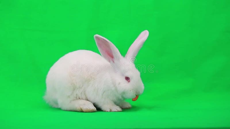 White Rabbit in a Laboratory Stock Video - Video of clean, experiment ...