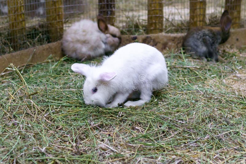 White Rabbit Eats Food from a Bowl Selective Focus Stock Photo - Image ...