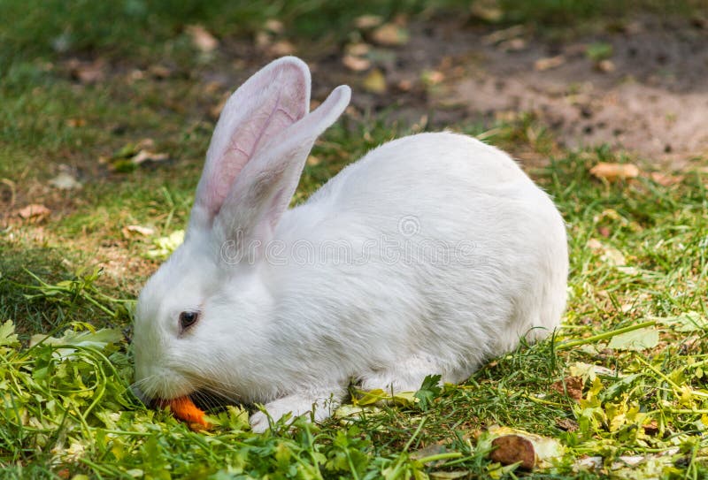 Big White Rabbit stock image. Image of white, fuzzy, giant - 14167795