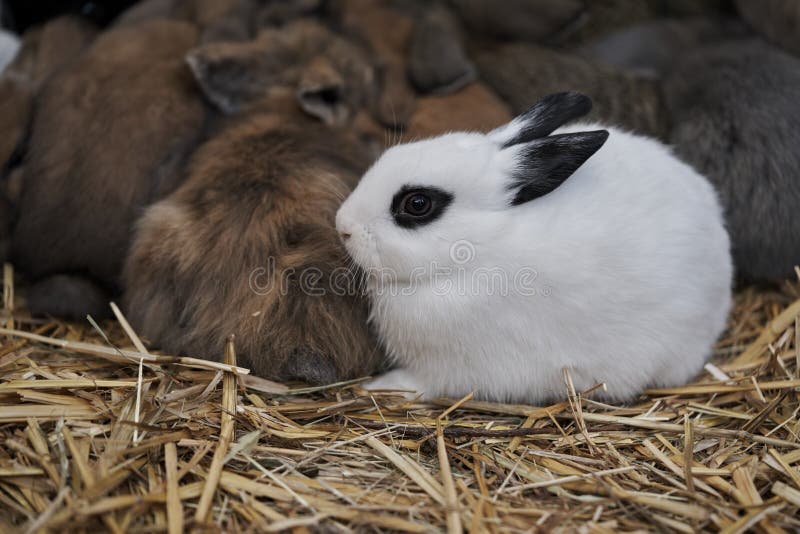 White Rabbit with Eyes and Black Ears Stock Photo - Image of mammal ...