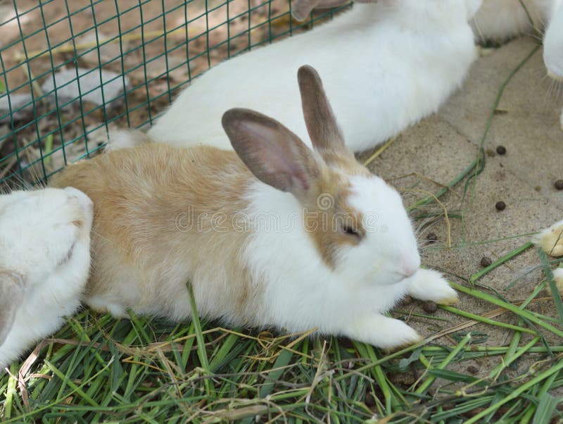 White rabbit on the farm stock image. Image of white - 320510519