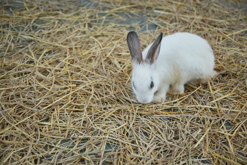 White rabbit in the farm stock image. Image of family - 303003033