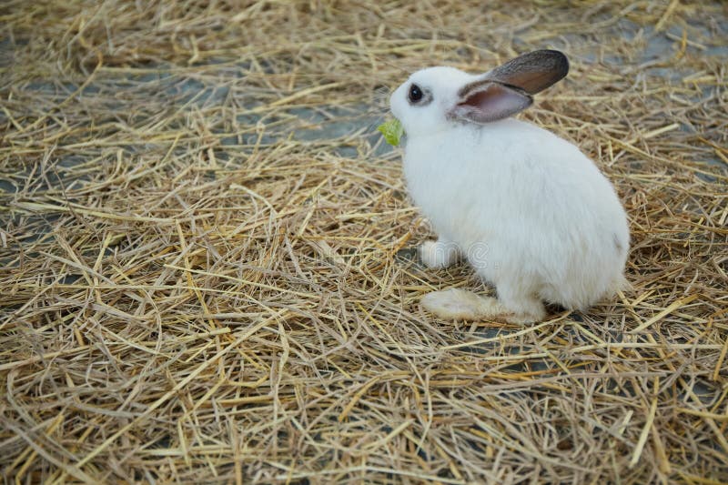 White rabbit in the farm stock photo. Image of bunny - 303003130