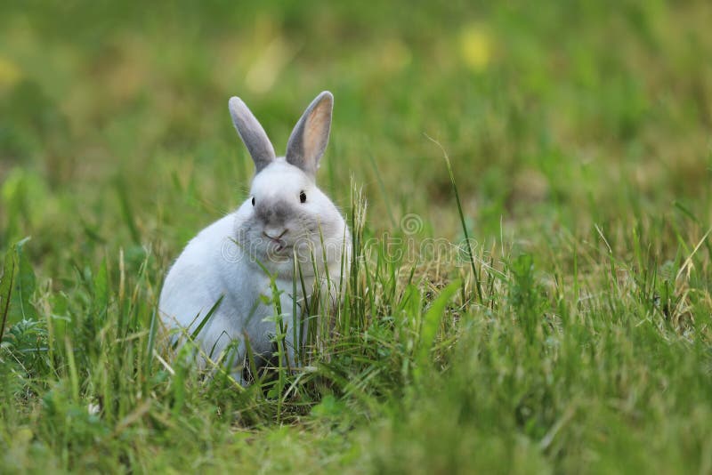 White Rabbit from Farm on Green Grass Stock Image - Image of pasture ...