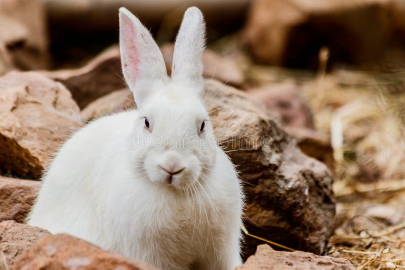 White rabbit in farm stock image. Image of grass, outside - 108711871
