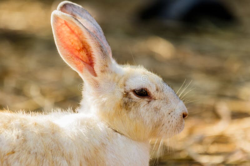 White rabbit in farm stock image. Image of grass, outside - 108711871