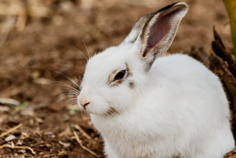 White rabbit in farm stock photo. Image of little, playful - 109698850