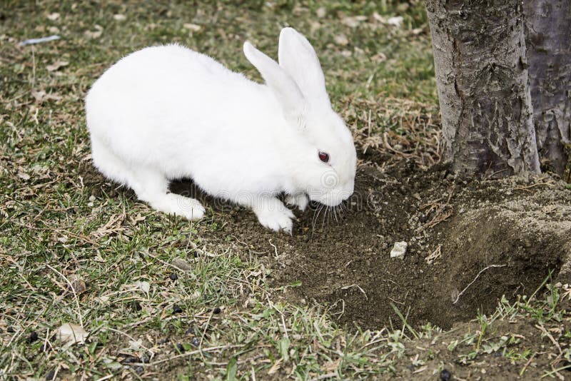 332 Rabbit Warren Stock Photos - Free & Royalty-Free Stock Photos from ...