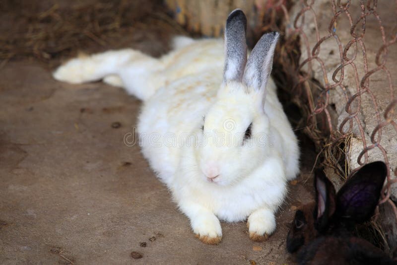 White rabbit on the floor stock image. Image of dwarf - 27166219
