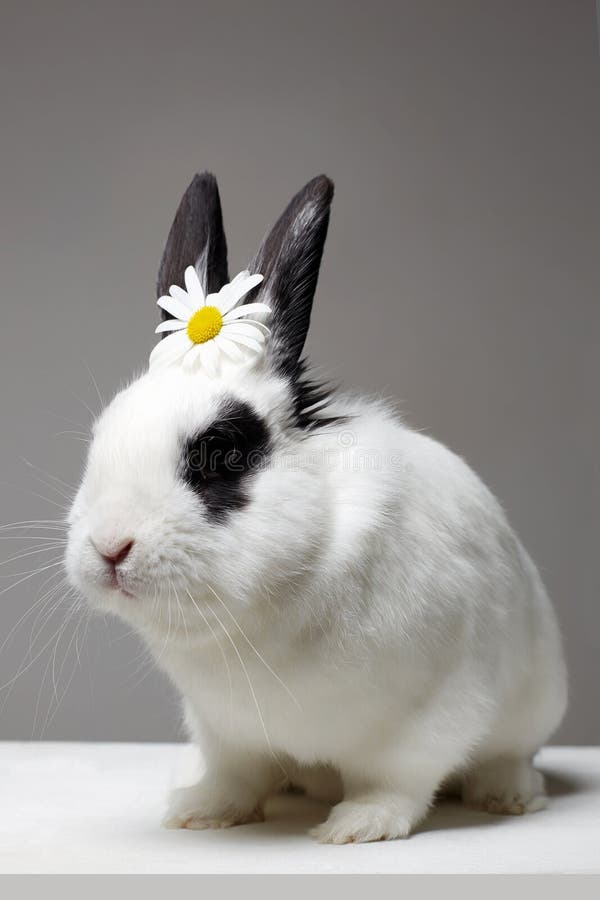 White Rabbit with Hat on His Head. Funny Fluffy Rabbit Stock Image ...
