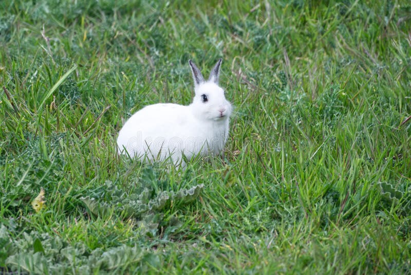 A White Rabbit Foraging on the Wild Grass Stock Photo - Image of bunny ...