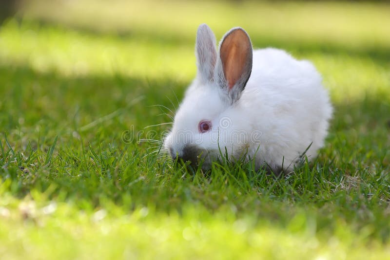 White rabbit stock image. Image of spring, fauna, playful - 54808669