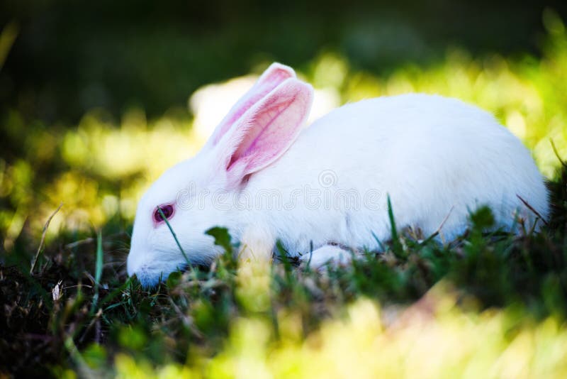 White Rabbit in the Garden. Fluffy Bunny on Green Grass, Spring Time ...