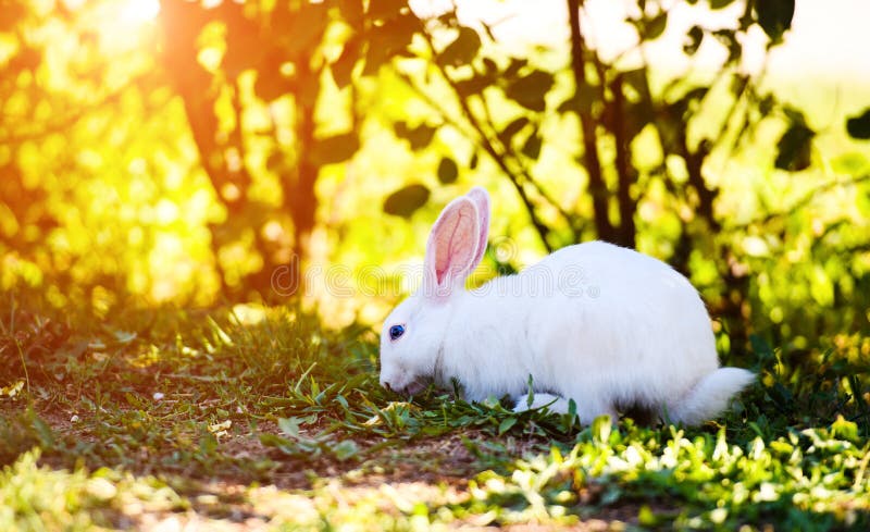 White Rabbit in the Garden. Fluffy Bunny on Green Grass, Spring Time ...