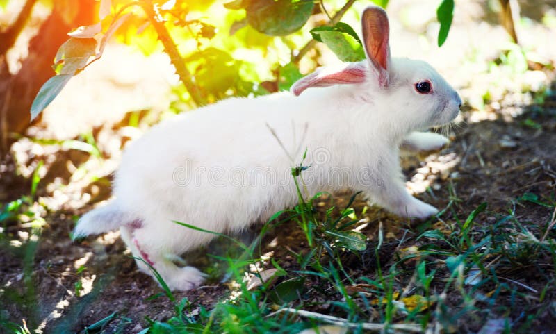 White Rabbit in the Garden. Fluffy Bunny on Green Grass, Spring Time ...