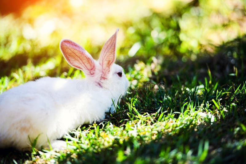 White Rabbit in the Garden. Fluffy Bunny on Green Grass, Spring Time ...
