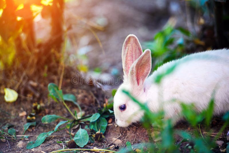 White Rabbit in the Garden. Fluffy Bunny on Green Grass, Spring Time ...