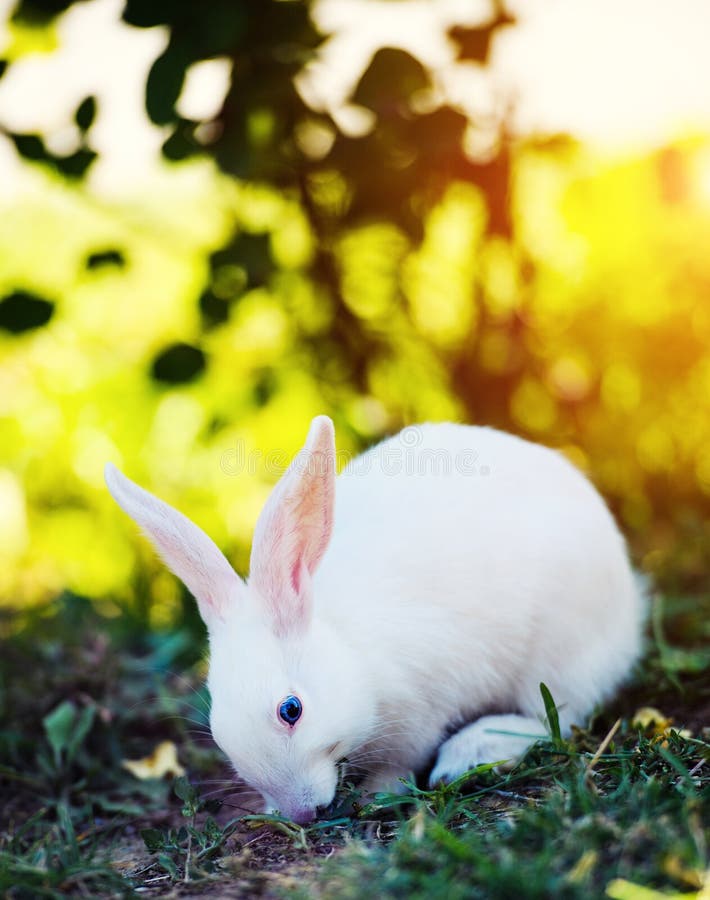 White Rabbit in the Garden. Fluffy Bunny on Green Grass, Spring Time ...