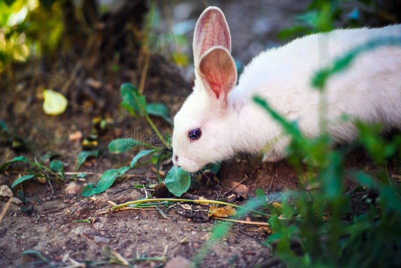 White Rabbit in the Garden. Fluffy Bunny on Green Grass, Spring Time ...