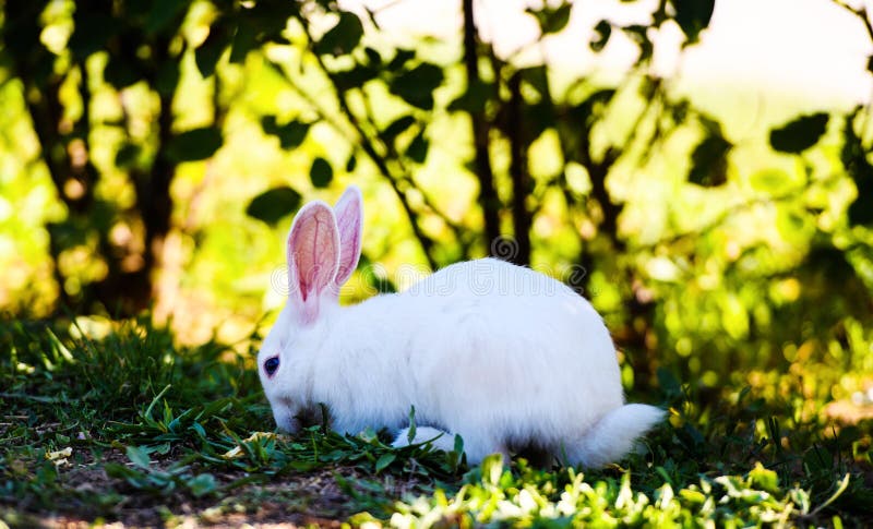 White Rabbit in the Garden. Fluffy Bunny on Green Grass, Spring Time ...