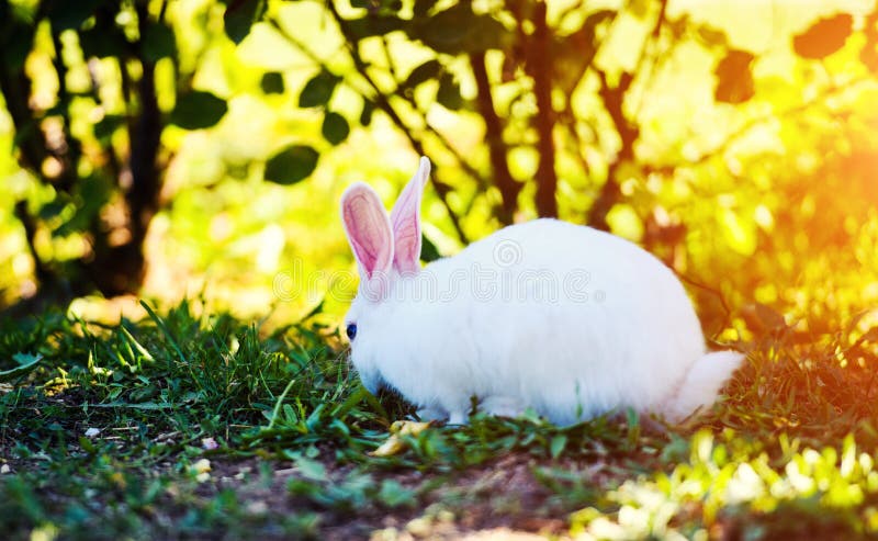 White Rabbit in the Garden. Fluffy Bunny on Green Grass, Spring Time ...