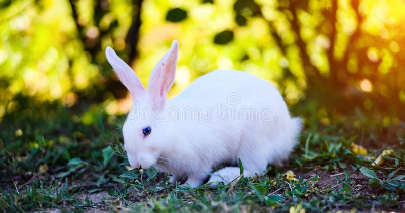 White Rabbit in the Garden. Fluffy Bunny on Green Grass, Spring Time ...