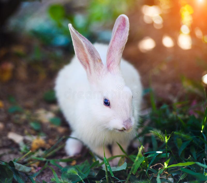 White Rabbit in the Garden. Fluffy Bunny on Green Grass, Spring Time ...