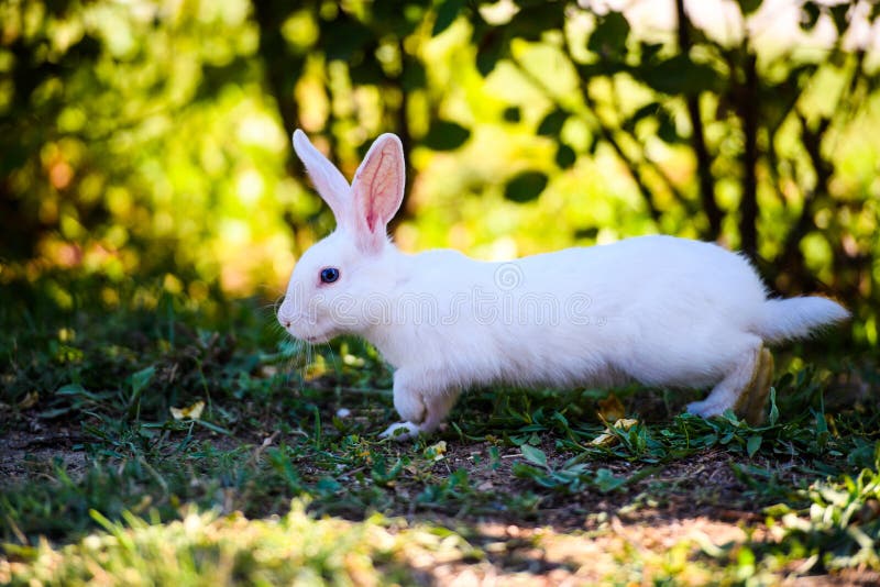 White Rabbit in the Garden. Fluffy Bunny on Green Grass, Spring Time ...