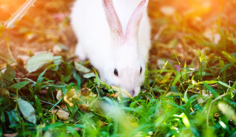 White Rabbit in the Garden. Fluffy Bunny on Green Grass, Spring Time ...