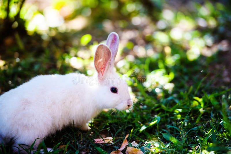 White Rabbit in the Garden. Fluffy Bunny on Green Grass, Spring Time ...