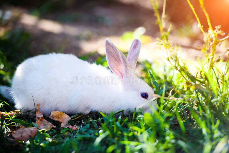 White Rabbit in the Garden. Fluffy Bunny on Green Grass, Spring Time ...