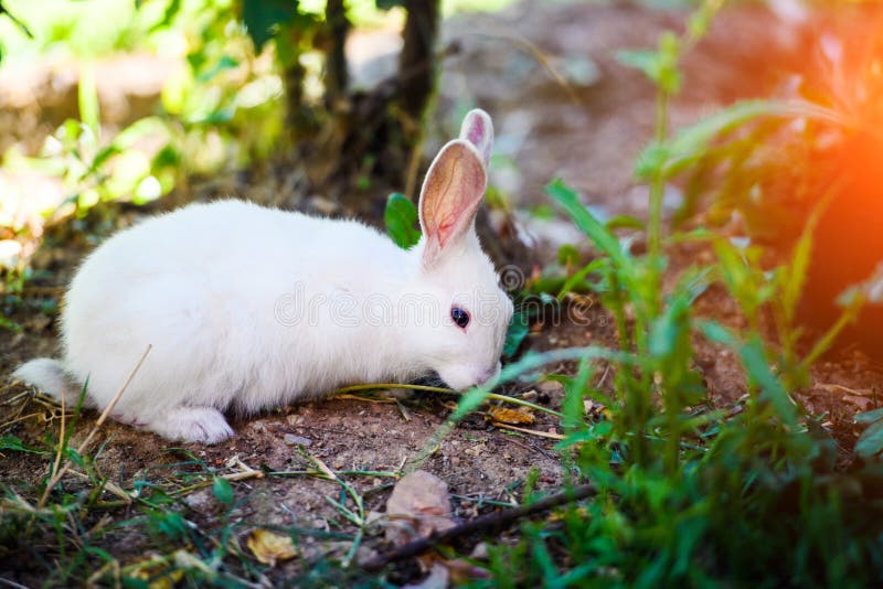 White Rabbit in the Garden. Fluffy Bunny on Green Grass, Summer Time ...