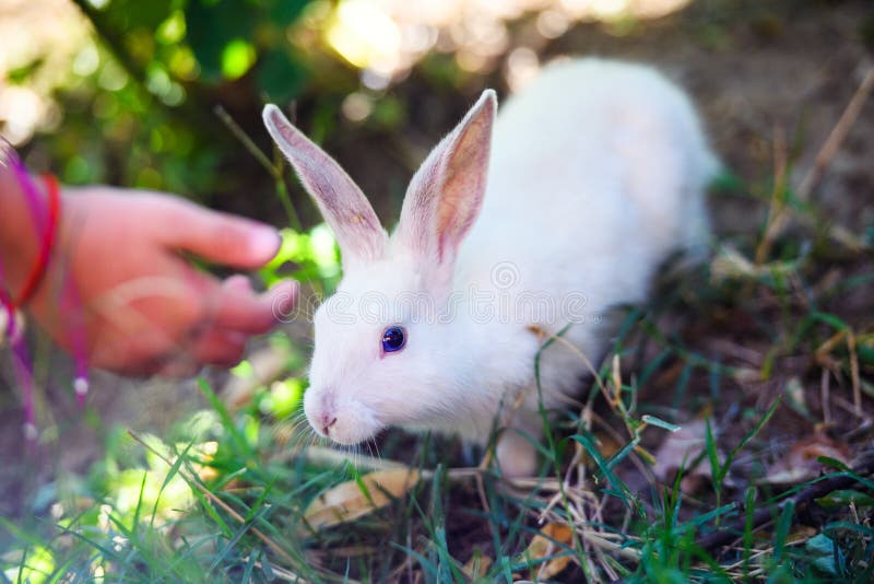 White Rabbit in the Garden. Fluffy Bunny on Green Grass, Summer Time ...