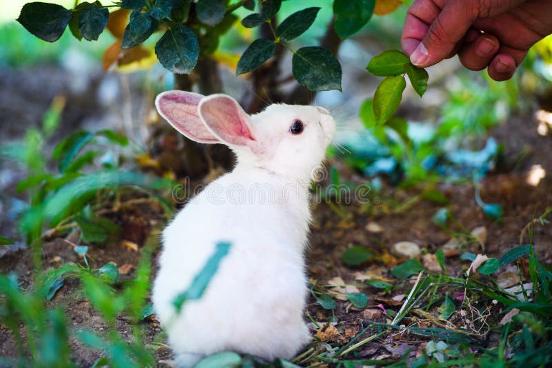 White Rabbit in the Garden. Fluffy Bunny on Green Grass, Summer Time ...