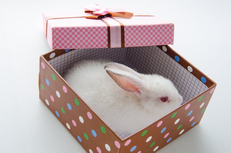 Rabbit Gift stock photo. Image of fluffy, pretty, nature - 13030558