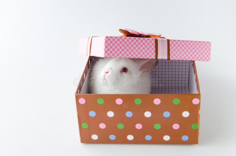 The White Rabbit in Gift Box in Easter Concept Stock Image - Image of ...