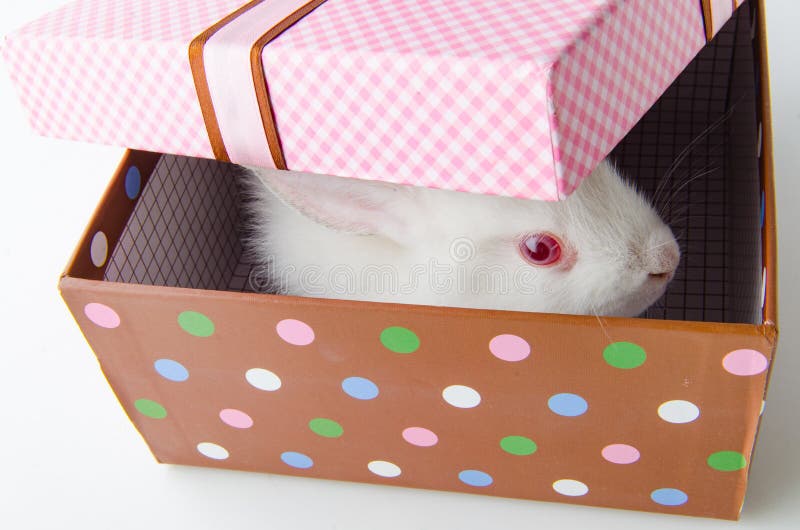 The White Rabbit in Gift Box in Easter Concept Stock Image - Image of ...