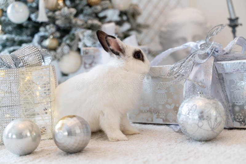 White Rabbit with a Gift Under the Tree As a Symbol of the New Year ...