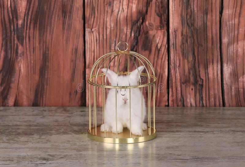 White Rabbit in Golden Cage Stock Image - Image of furry, concept ...