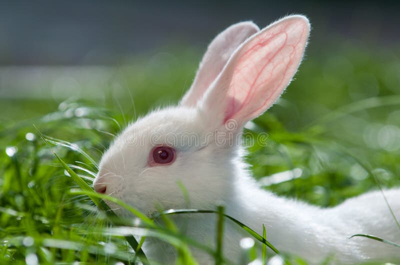 White rabbit on the grass stock image. Image of farm, bunny - 1747633