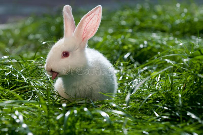Big White Rabbit stock image. Image of white, fuzzy, giant - 14167795