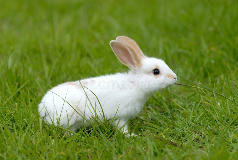 White rabbit on the grass stock image. Image of farm, bunny - 1747633