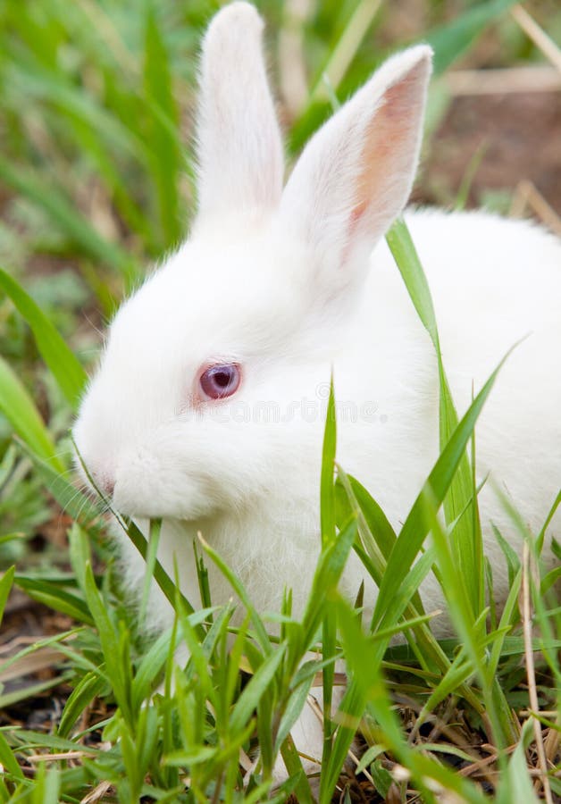 White rabbit in grass stock photo. Image of wildlife - 25356712