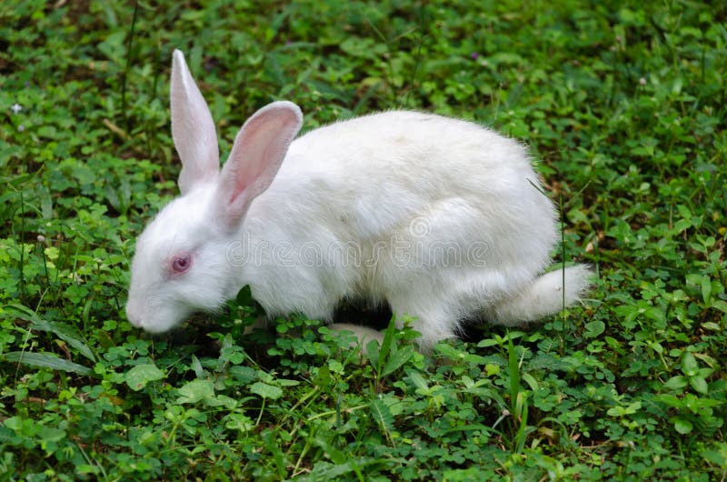 White Rabbit stock photo. Image of pretty, baby, domestic - 272170772