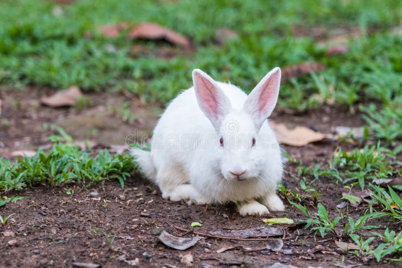 White rabbit on the grass stock photo. Image of meadow - 91326836