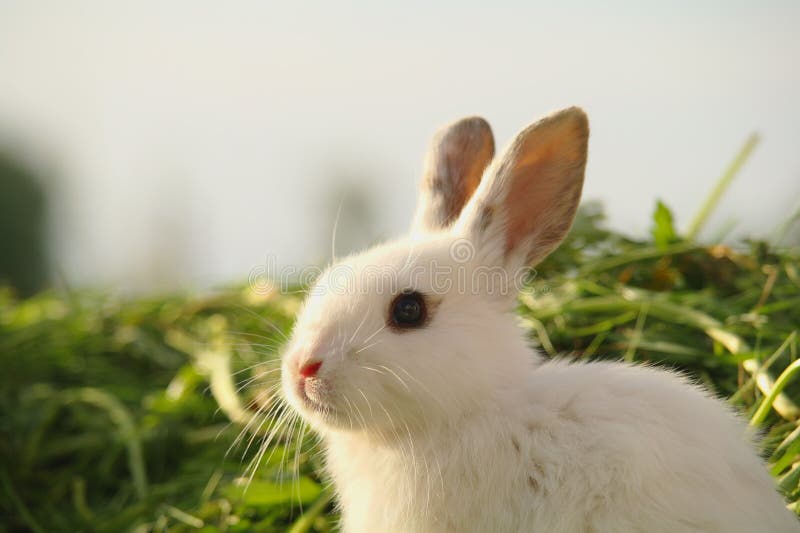 White rabbit on the grass stock image. Image of macro - 136382743