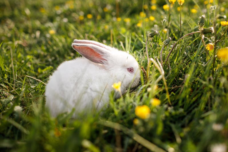 Baby White Rabbit in Spring Green Grass Background Stock Image - Image ...