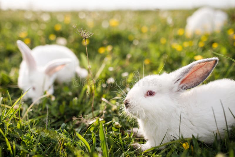 Baby White Rabbit in Spring Green Grass Background Stock Image - Image ...